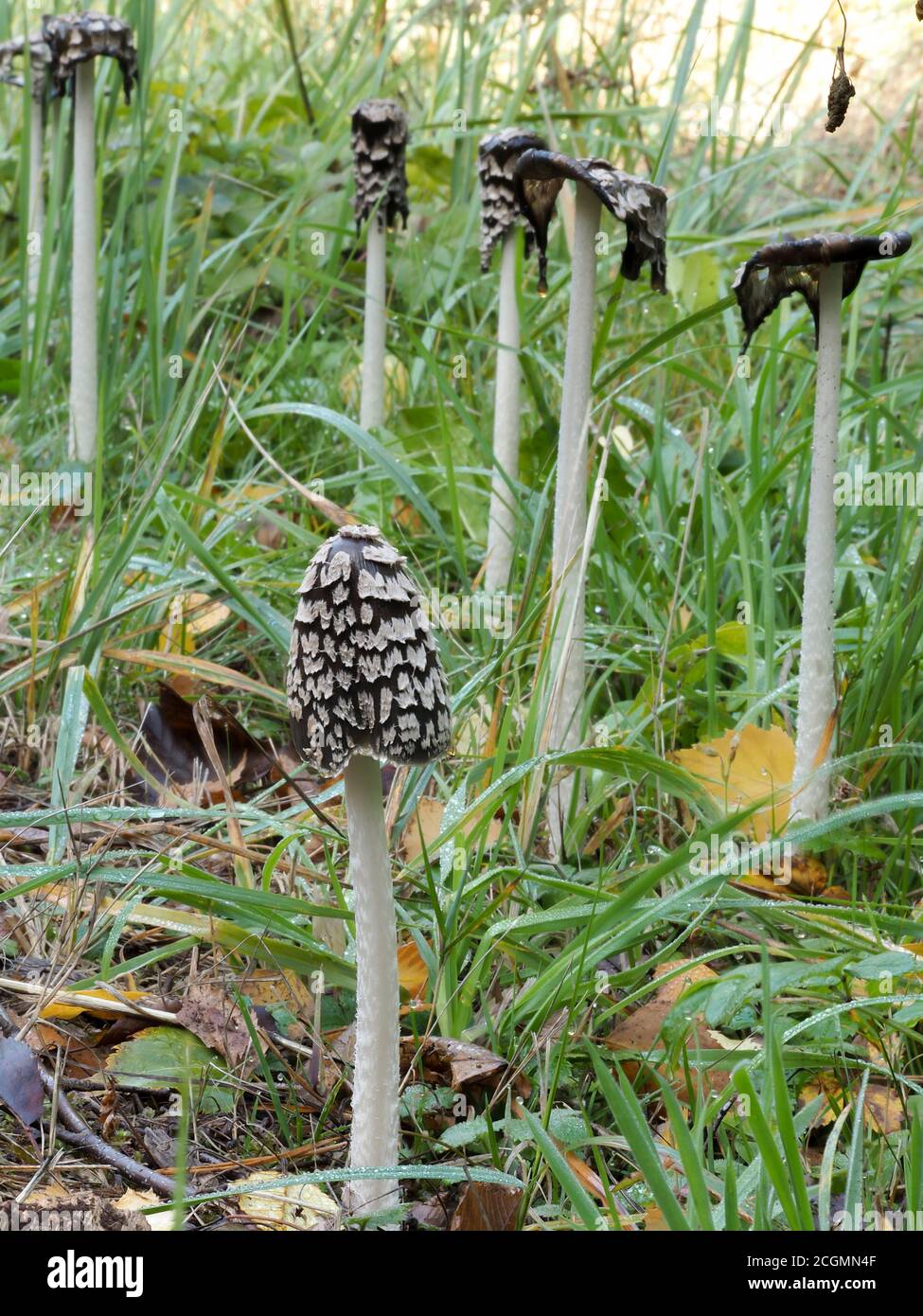 The Magpie Fungus (Coprinopsis picacea Stock Photo - Alamy