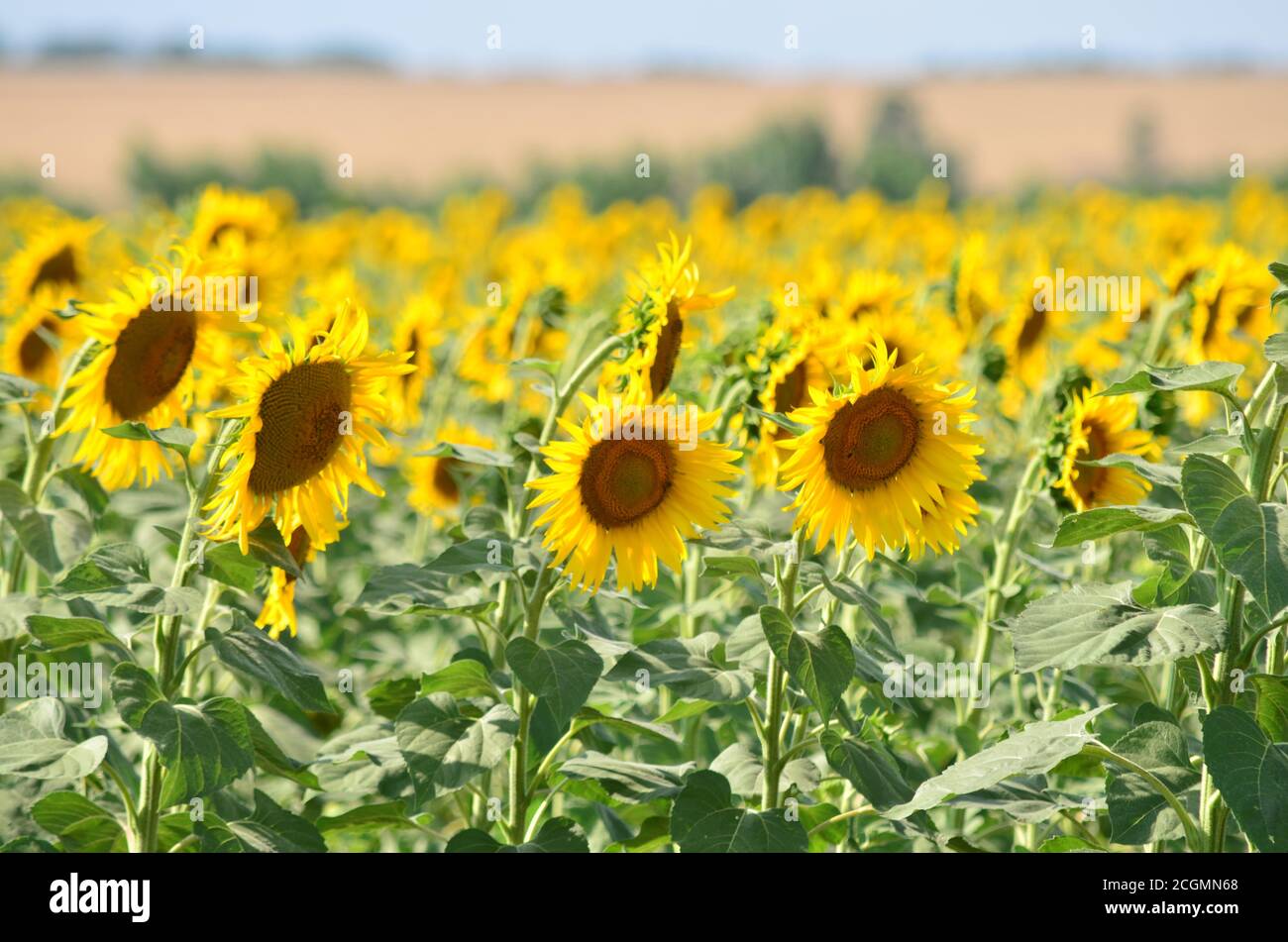 Agriculture. Helianthus annuus. Field of sunflowers in Ukraine Stock ...