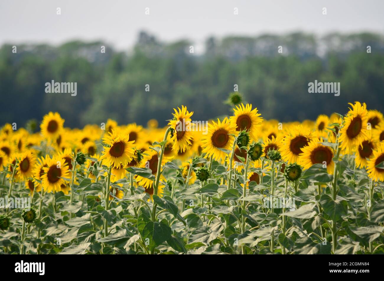 Sunflowers growing in ukraine hi-res stock photography and images - Alamy