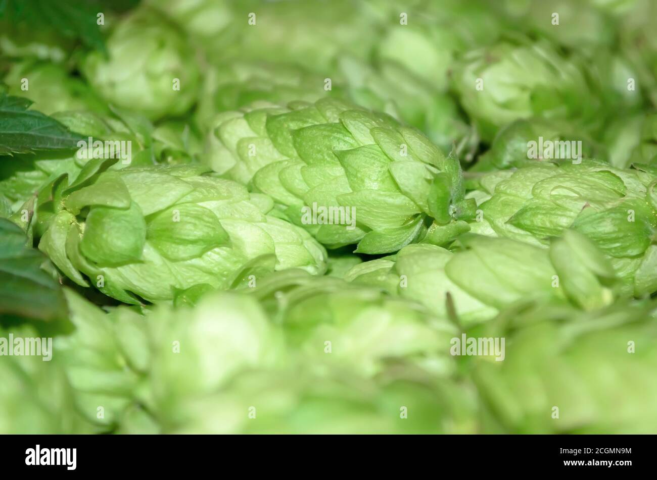 Botanical humulus lupulus. Hop cones as a green background. Shallow ...