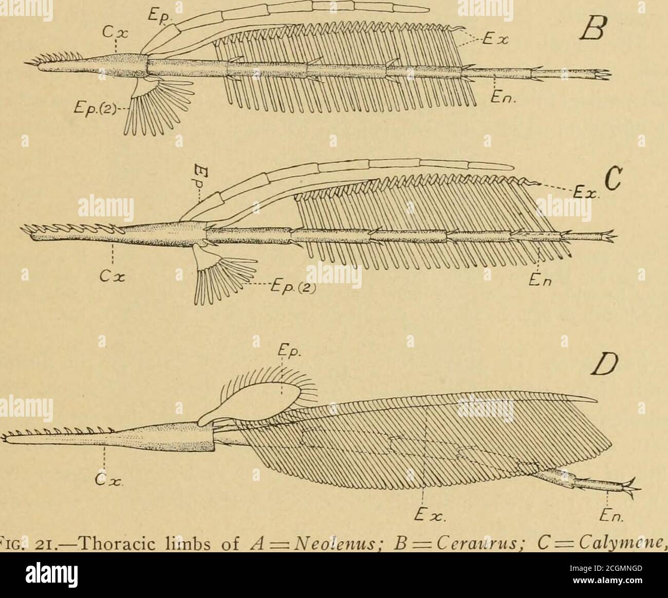 Merop hi-res stock photography and images - Alamy