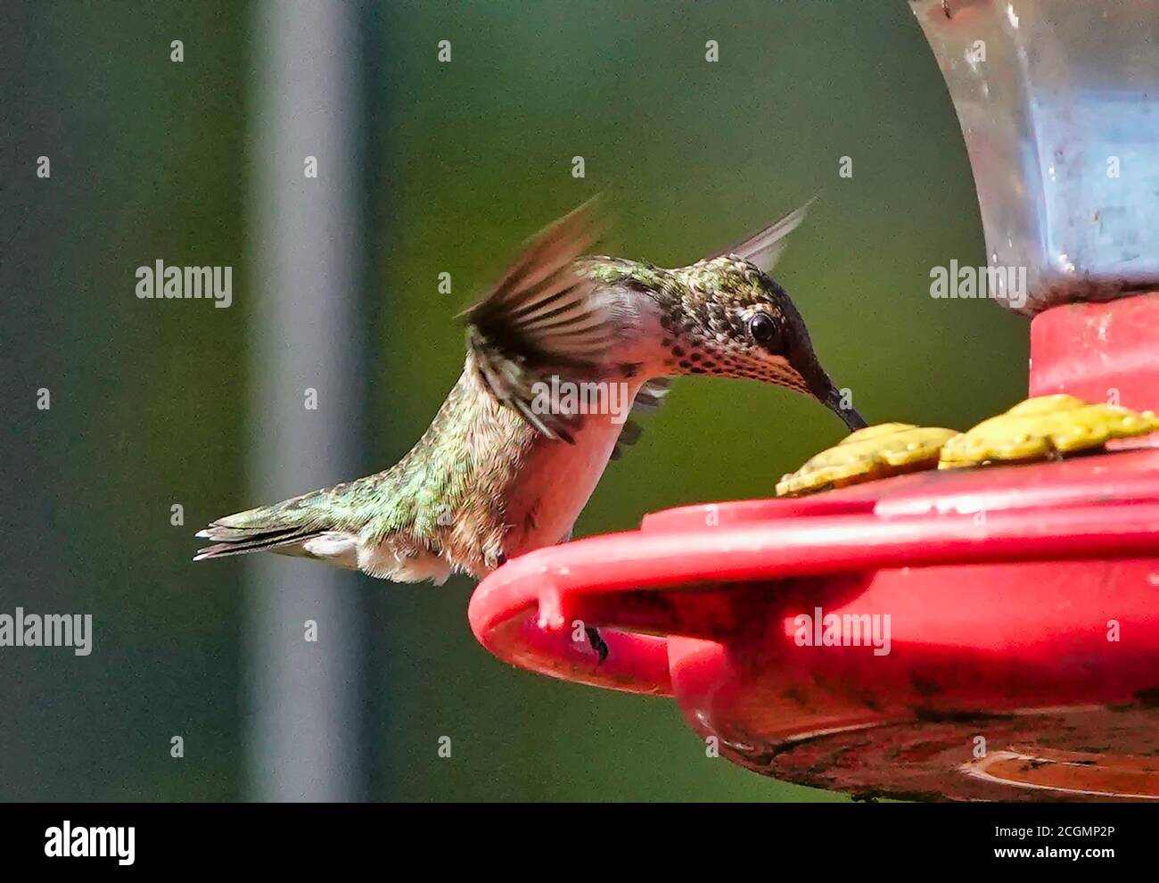 Hummingbird hovers hi-res stock photography and images - Alamy