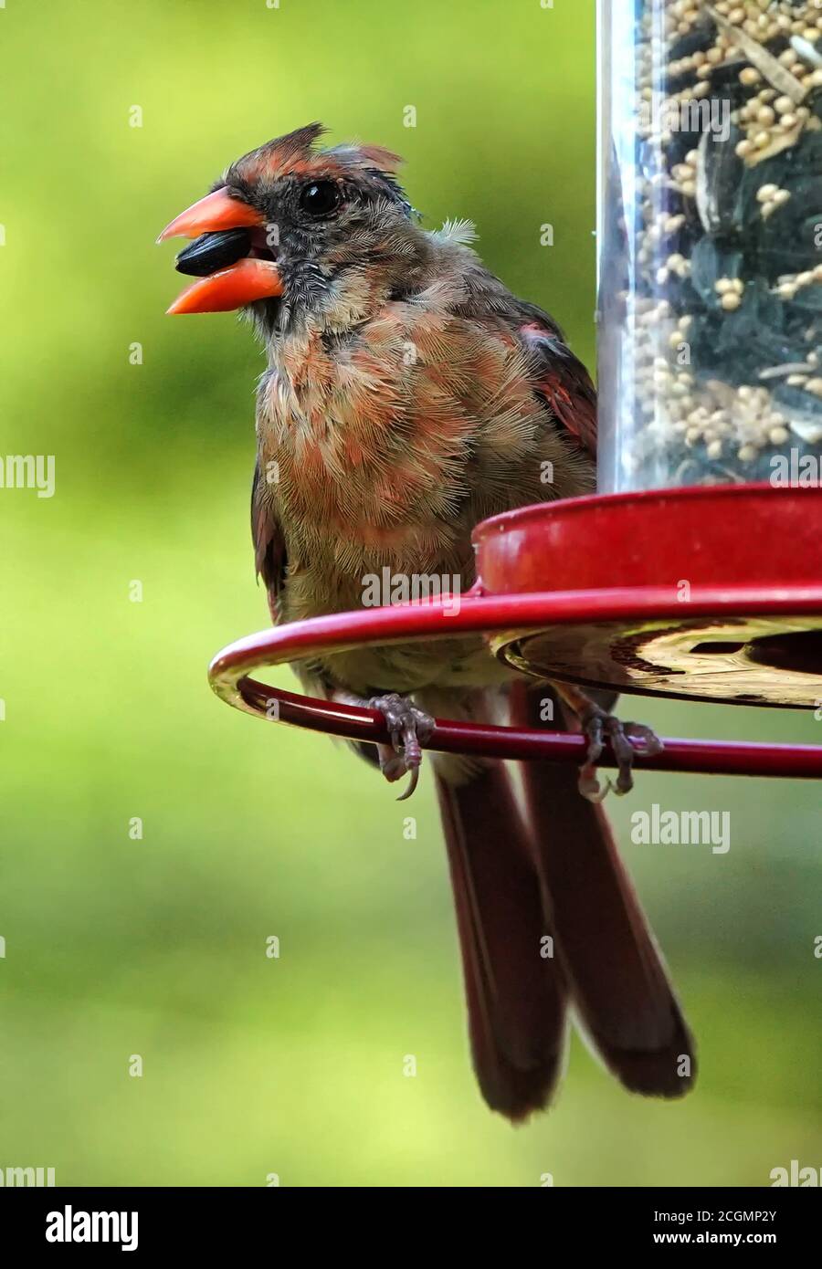 Northern Cardinal in the MOLTING SEASON Stock Photo - Alamy