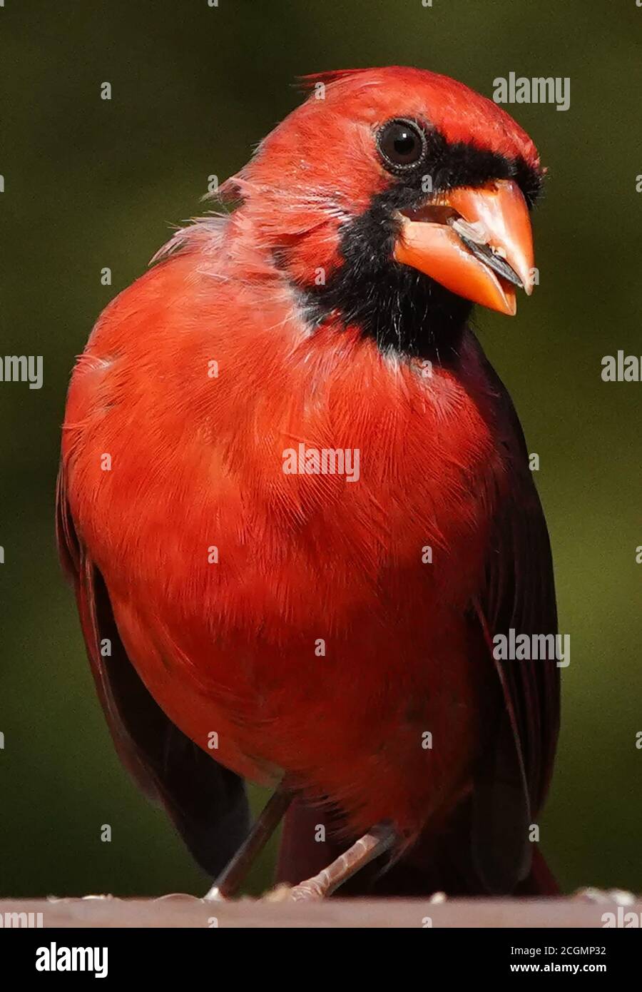 Vivid red Northern Cardinal poses on the deck Stock Photo - Alamy