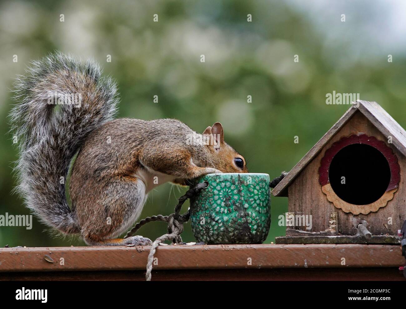 Bird eating container hi-res stock photography and images - Alamy