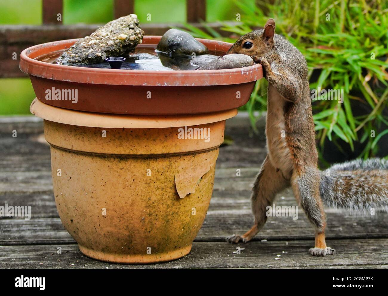 Garden Squirrel stretches up for a drink from the bird bath Stock Photo ...
