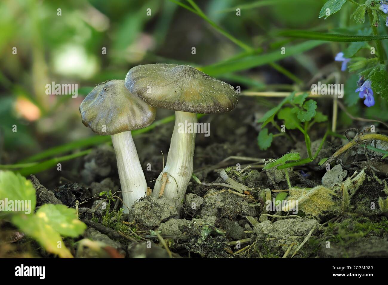 Entoloma hi-res stock photography and images - Alamy