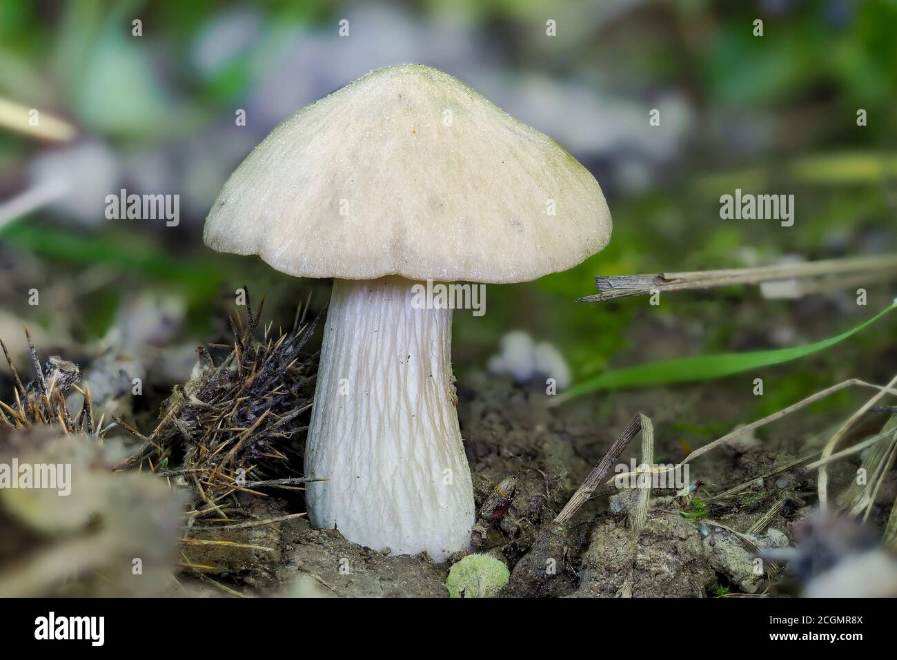 The Entoloma sepium is a pinkgill Stock Photo - Alamy