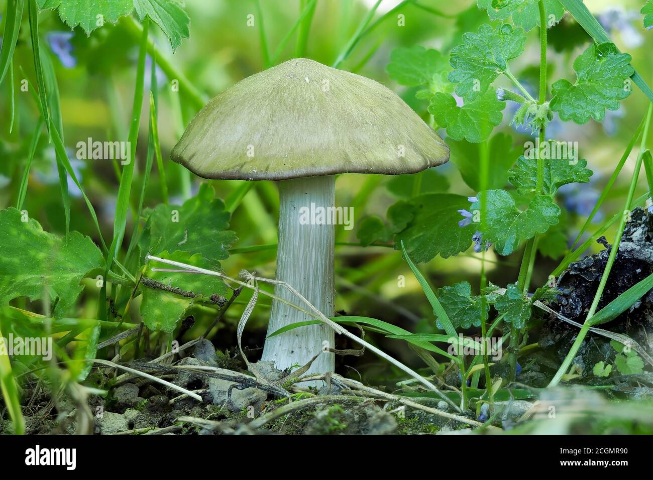 The Entoloma sepium is a pinkgill Stock Photo - Alamy