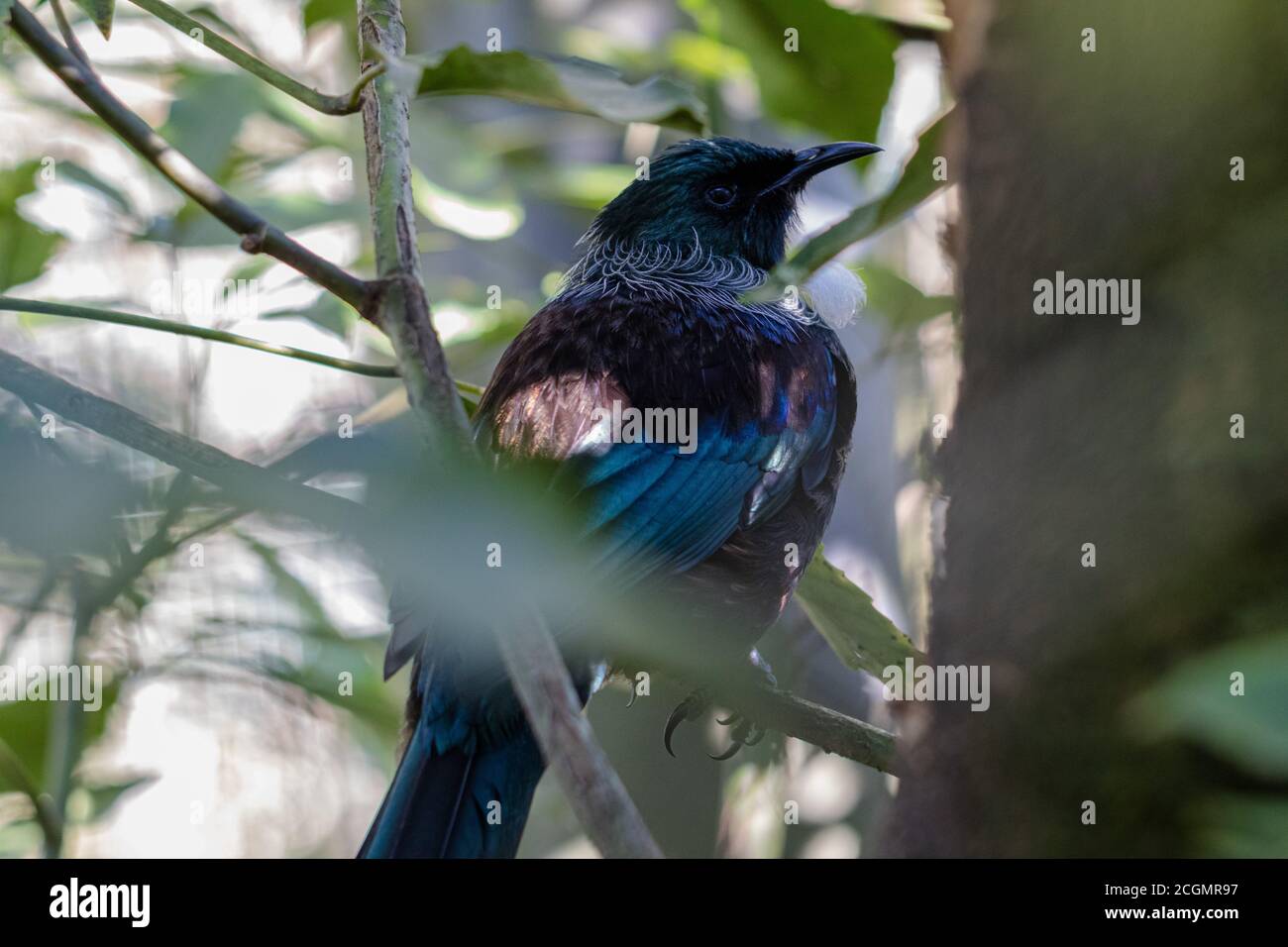 Tui bird singing hi-res stock photography and images - Alamy