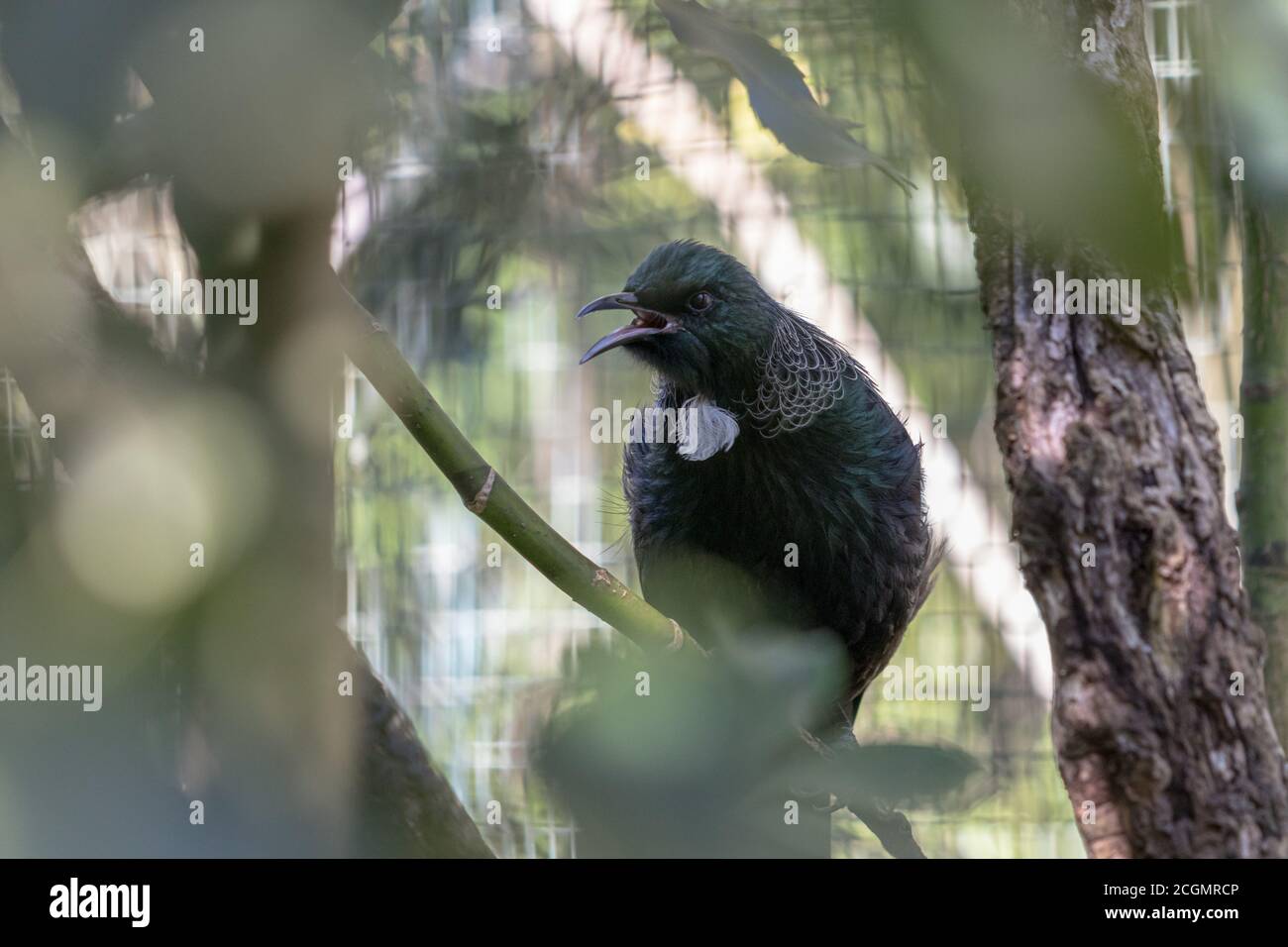 New Zealand Tui singing in a tree, close up Stock Photo - Alamy