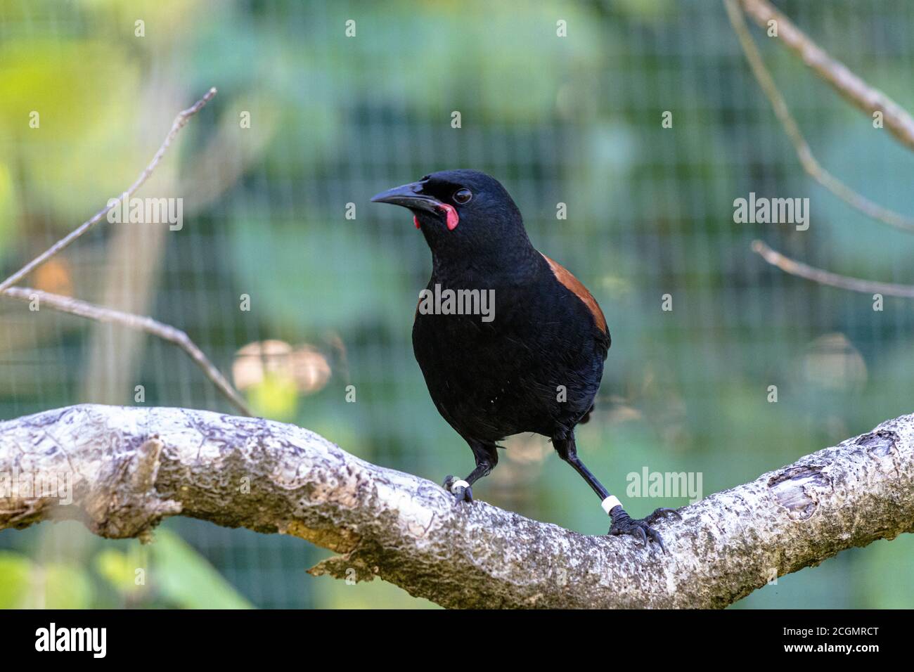 Saddleback bird hi-res stock photography and images - Alamy