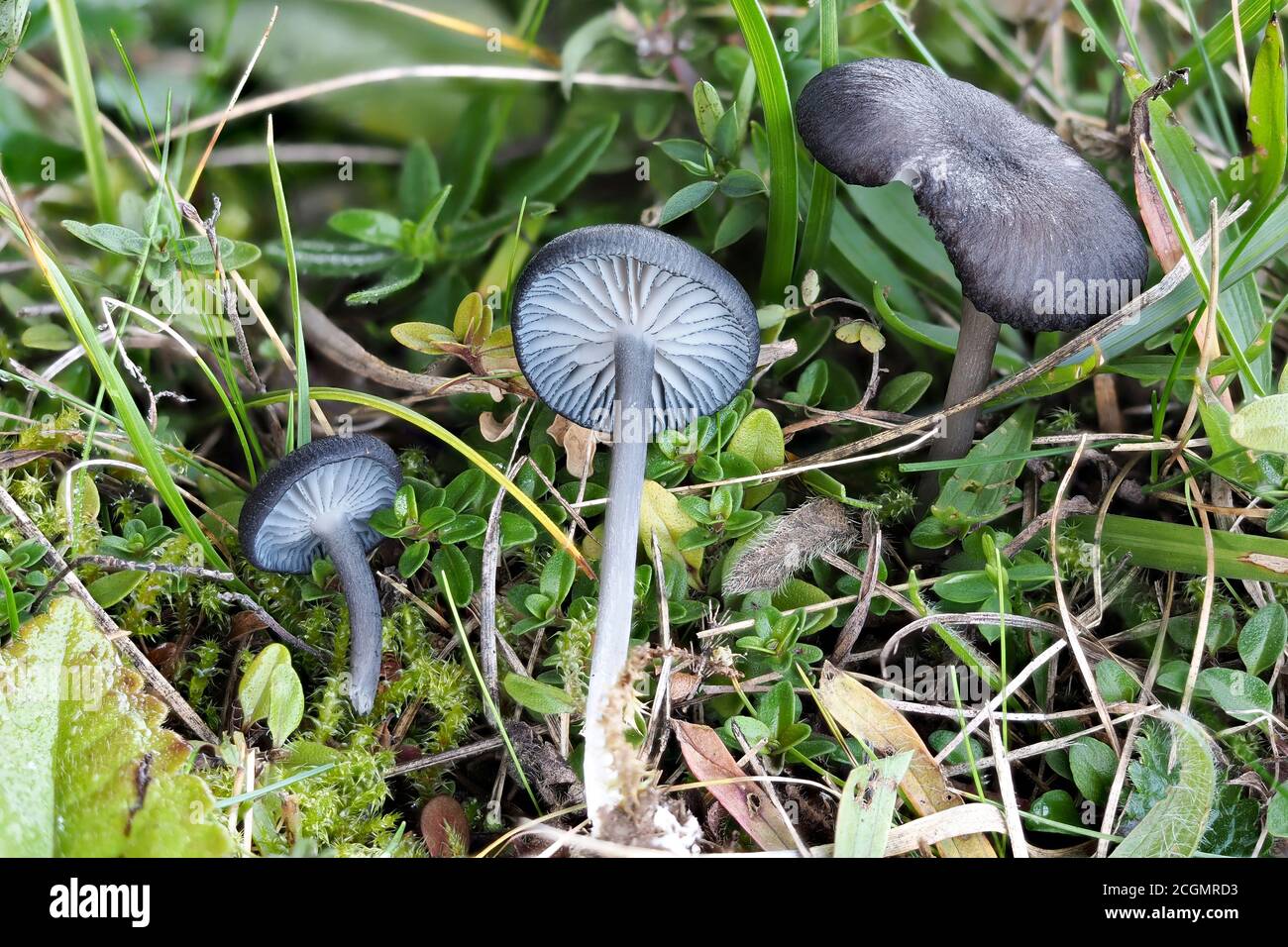 Entoloma hi-res stock photography and images - Alamy