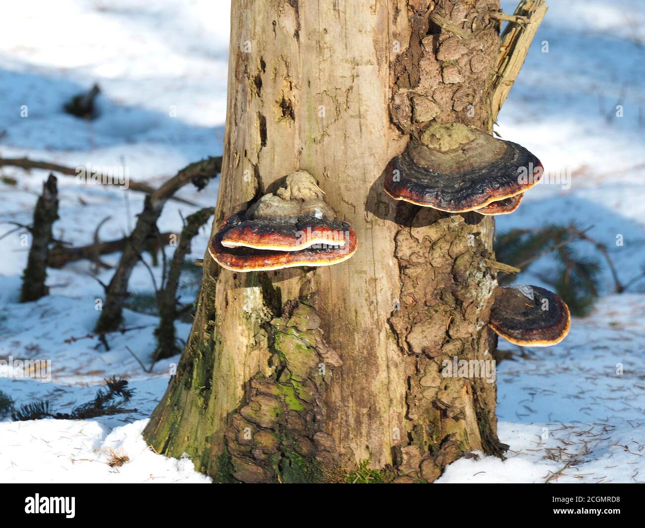 The Red Banded Polypore (Fomitopsis pinicola) - inedible Stock Photo ...