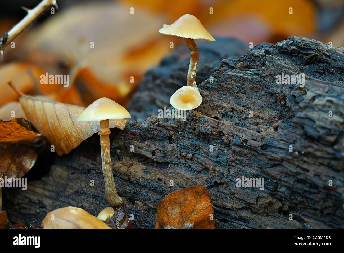 The Funeral Bell (Galerina marginata) is a deadly poisonous mushroom ...