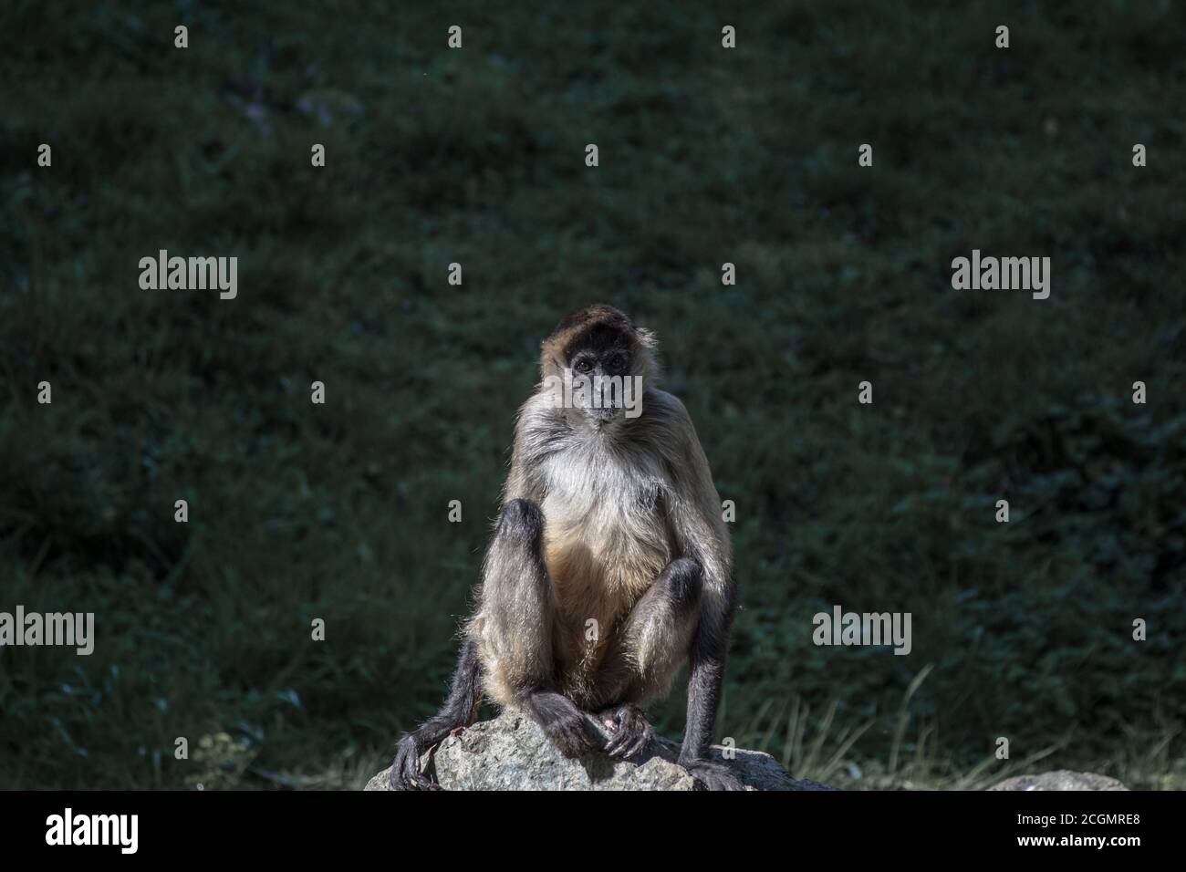Spider monkey sitting on a rock, staying still Stock Photo - Alamy