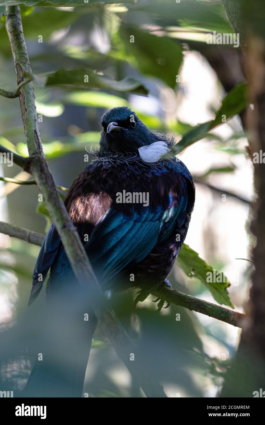 Tui bird singing hi-res stock photography and images - Alamy