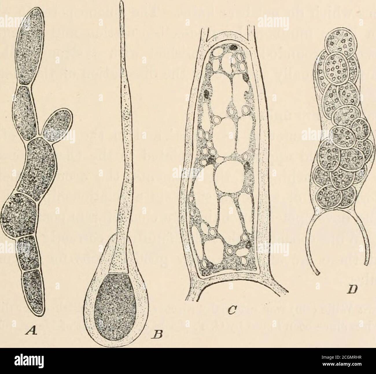. Algæ. Vol. I. Myxophyceæ, Peridinieæ, Bacillarieæ, Chlorophyceæ ...