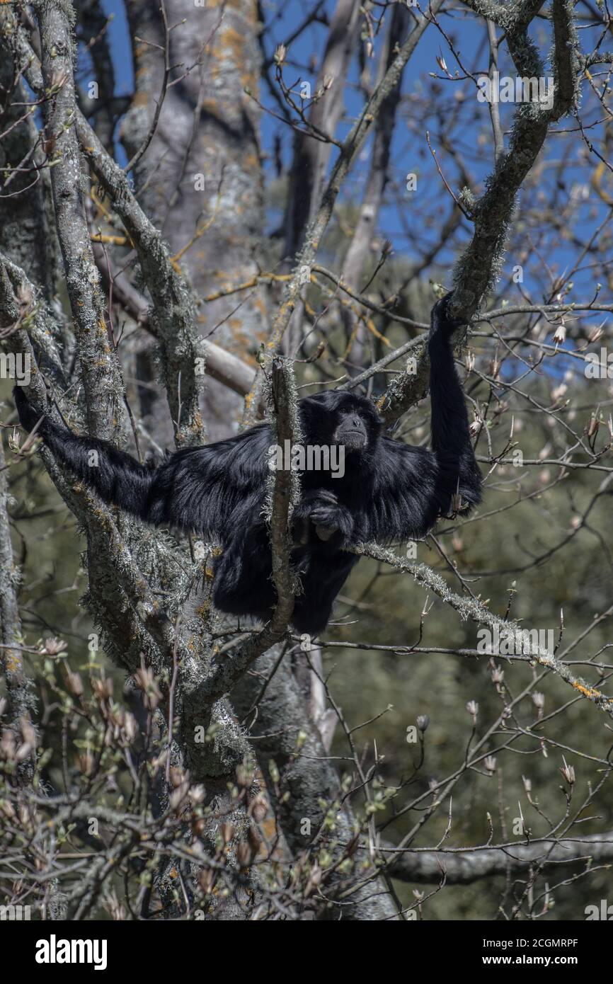 Siamang gibbon hanging from a tree being playful Stock Photo - Alamy