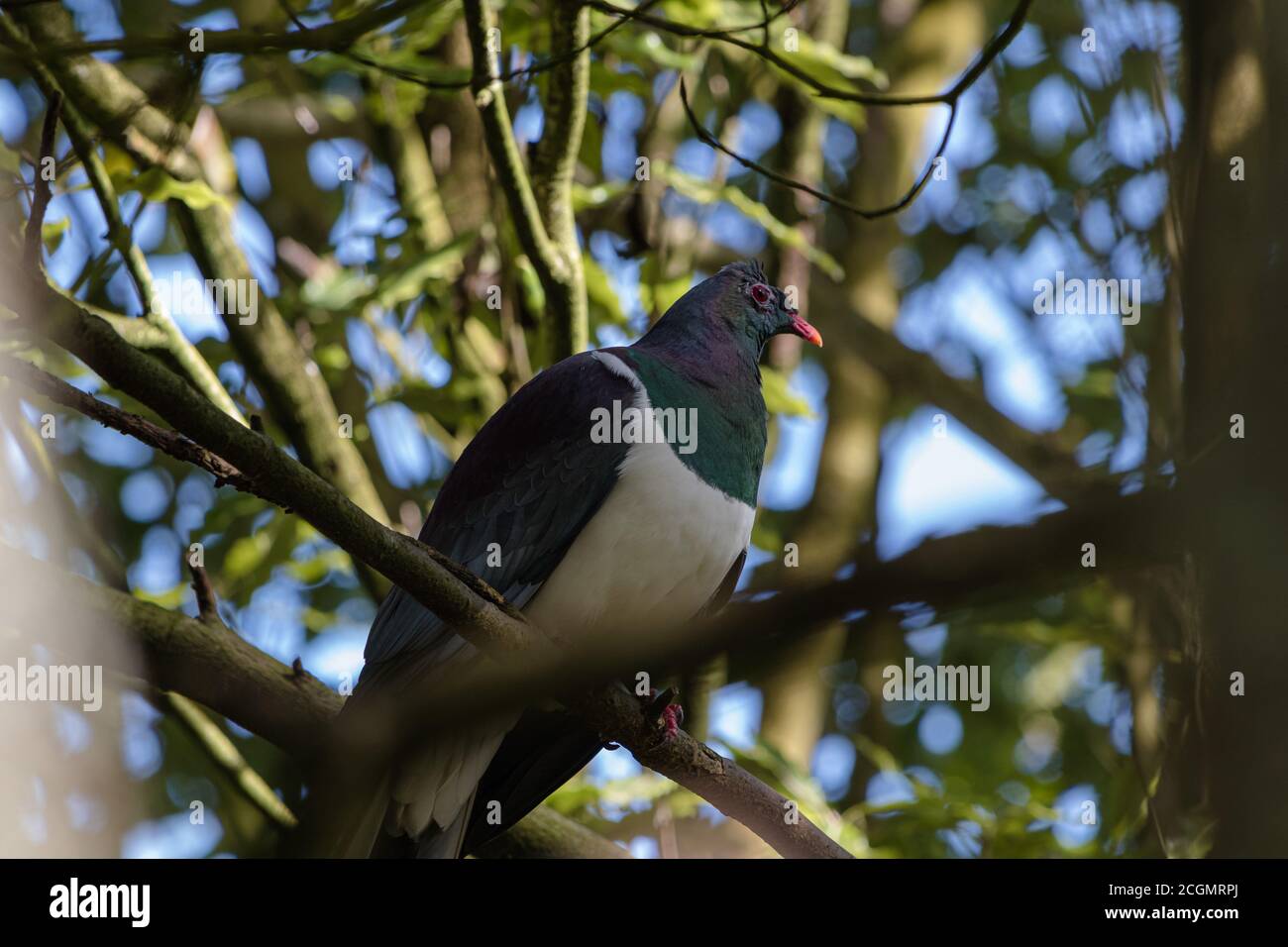 New Zealand Wood Pigeon, or Kereru, on branch Stock Photo - Alamy