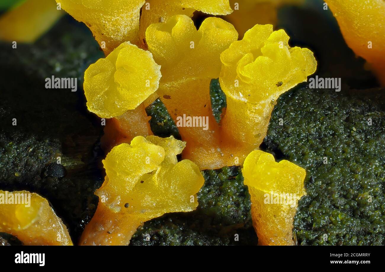 Buccina High Resolution Stock Photography and Images - Alamy