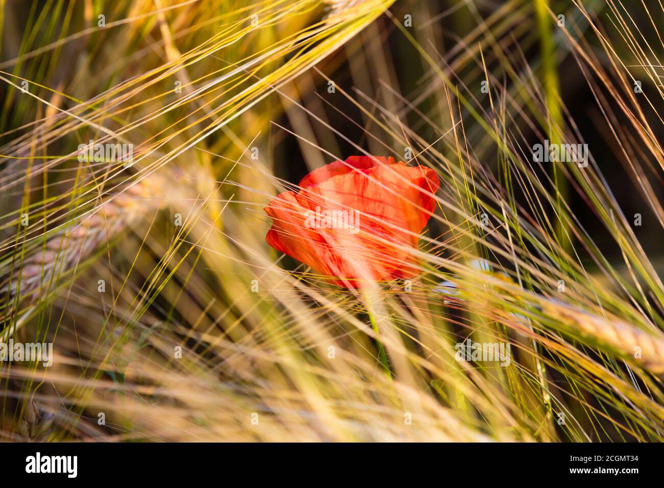 Poppy in grass hi-res stock photography and images - Alamy