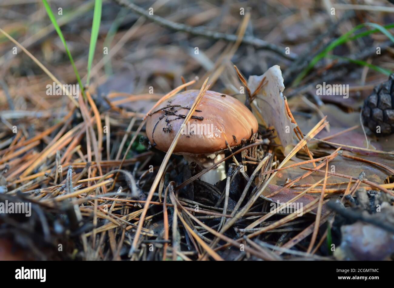 Mushroom suillus luteus in dry pine needles, Ukraine. Shallow depth of ...