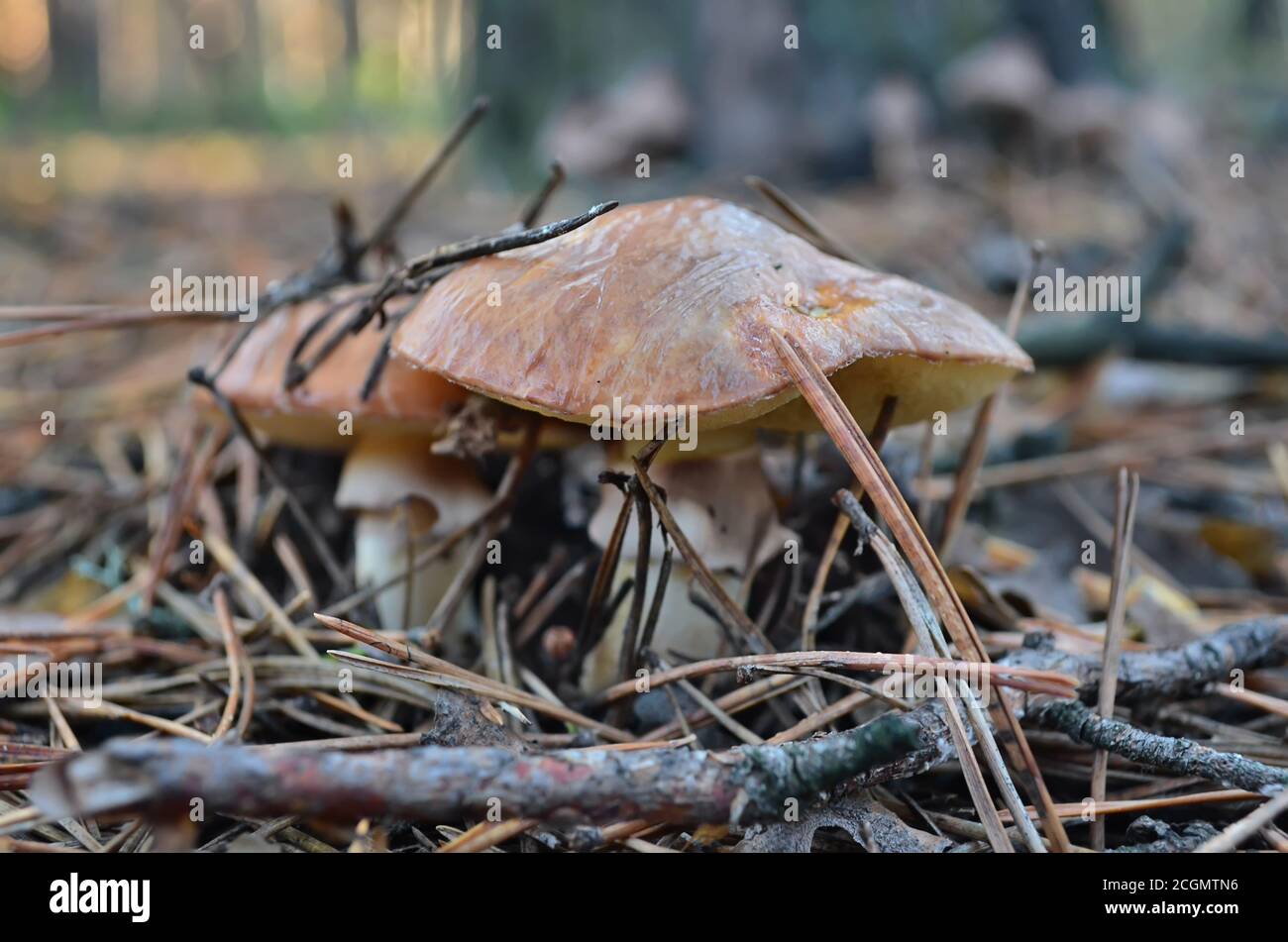 Suillus luteus fungus hi-res stock photography and images - Alamy