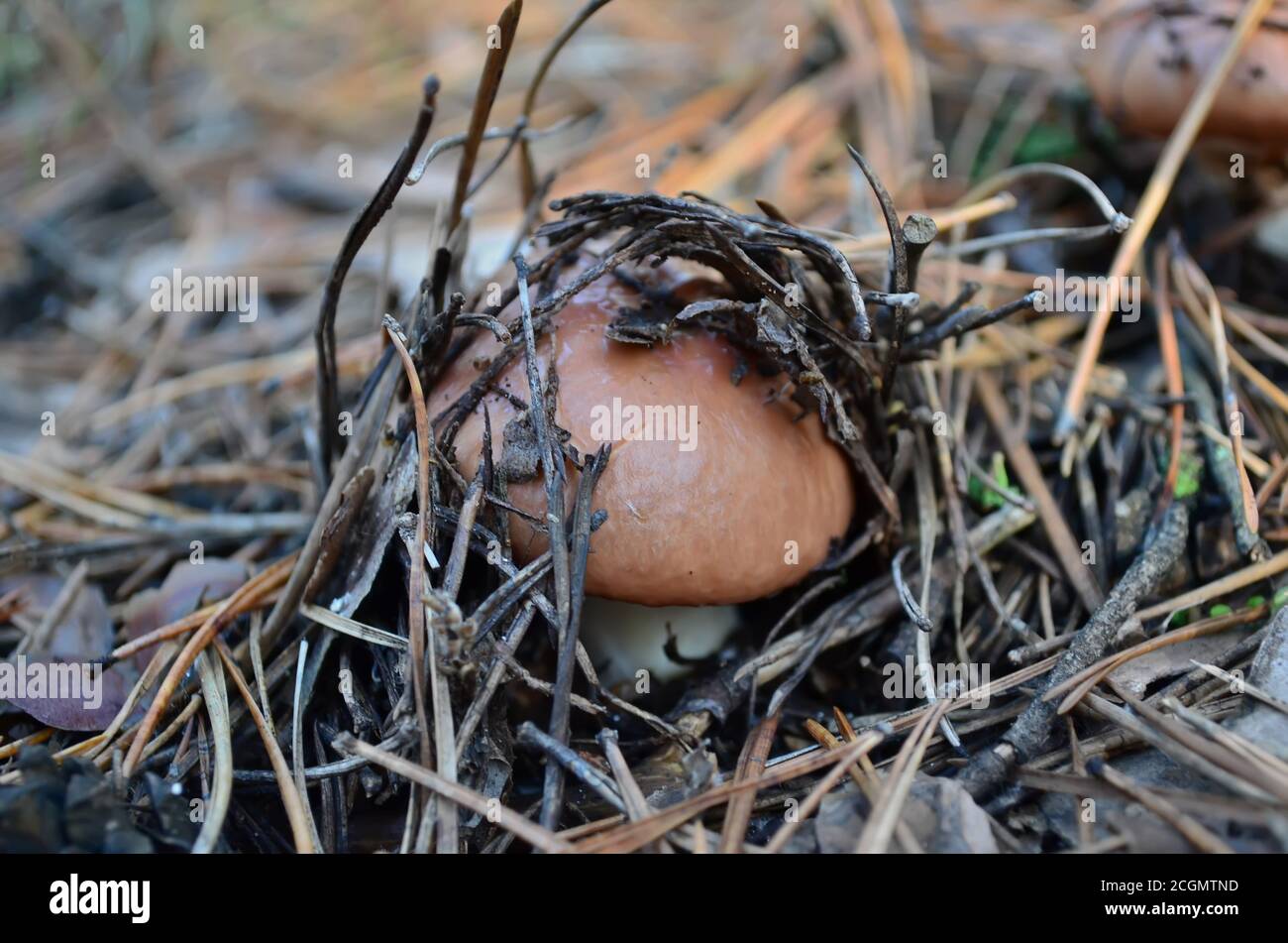 Mushroom suillus luteus in dry pine needles, Ukraine. Shallow depth of ...