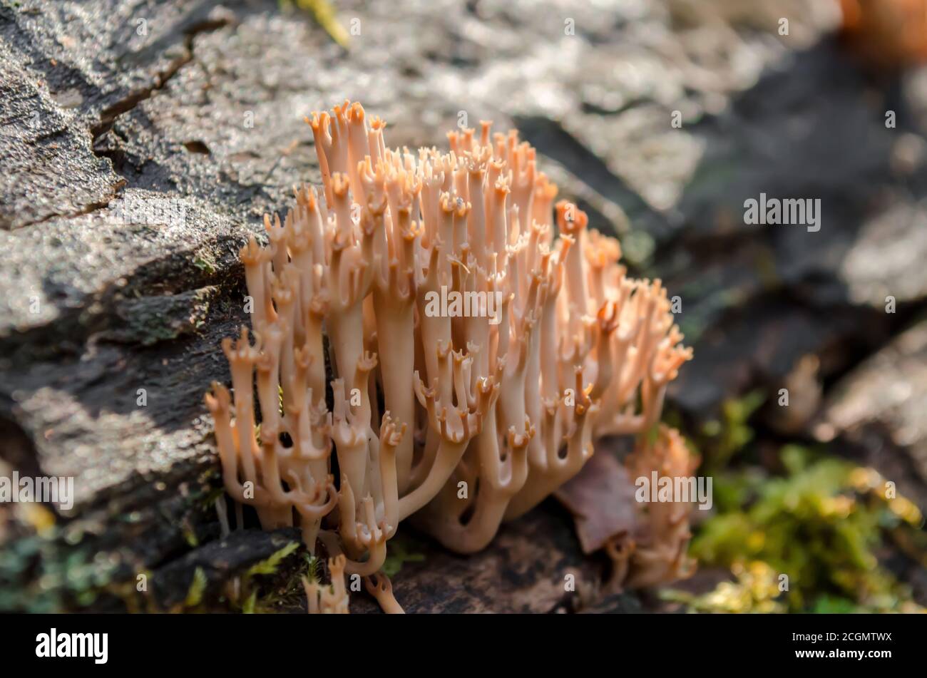 Artomyces pyxidatus fungus (also called crown coral or crown-tipped ...