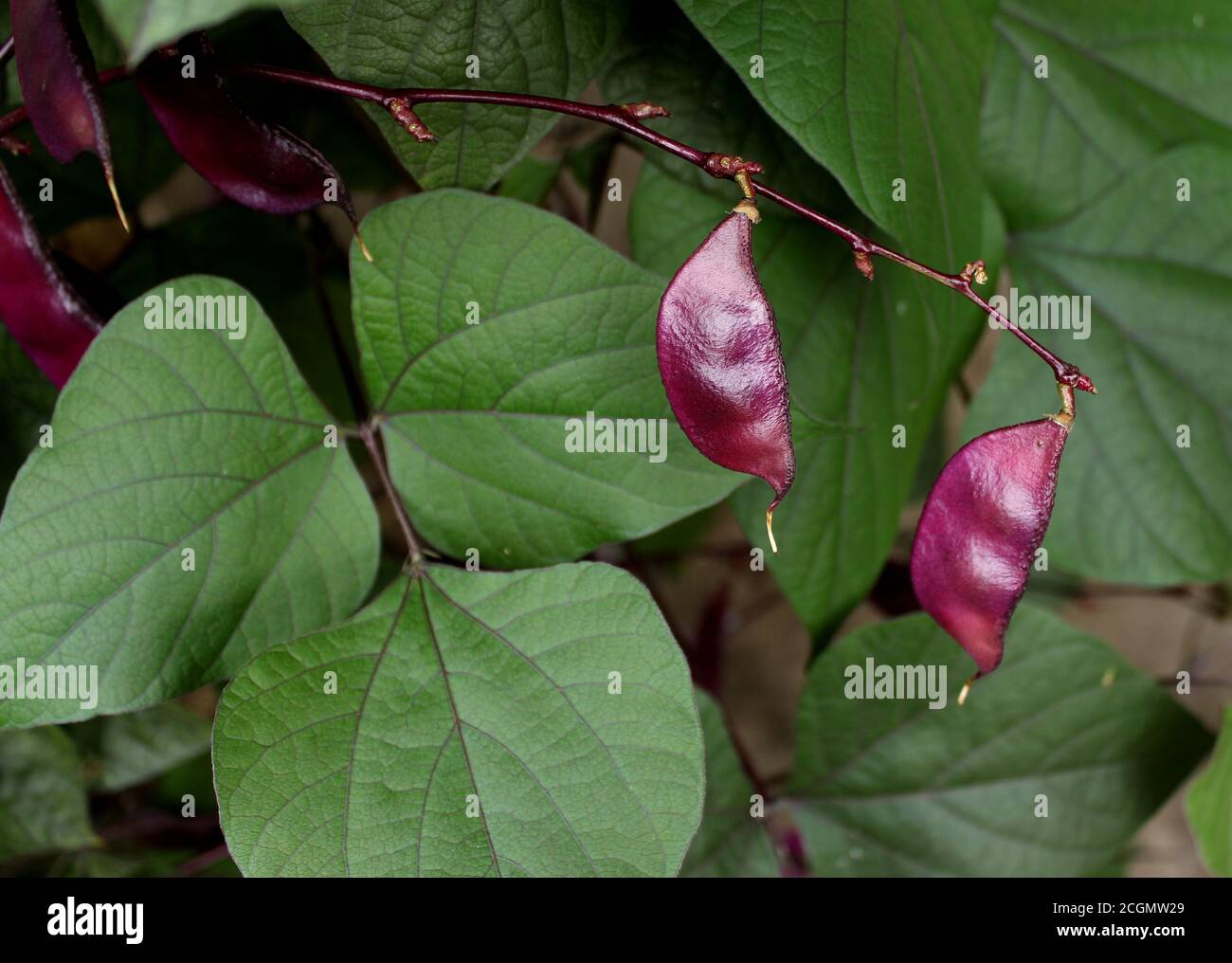 Hyacinth beans of the dolichos plant. Shiny edible beans Stock Photo ...