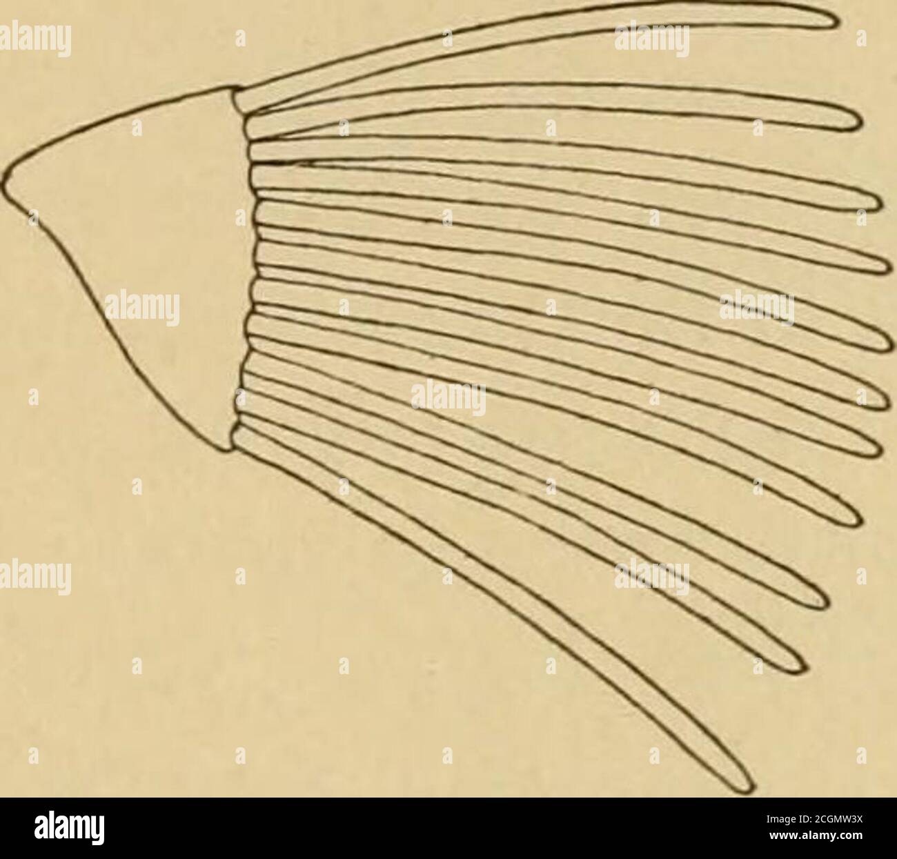 Basal sheath hi-res stock photography and images - Alamy