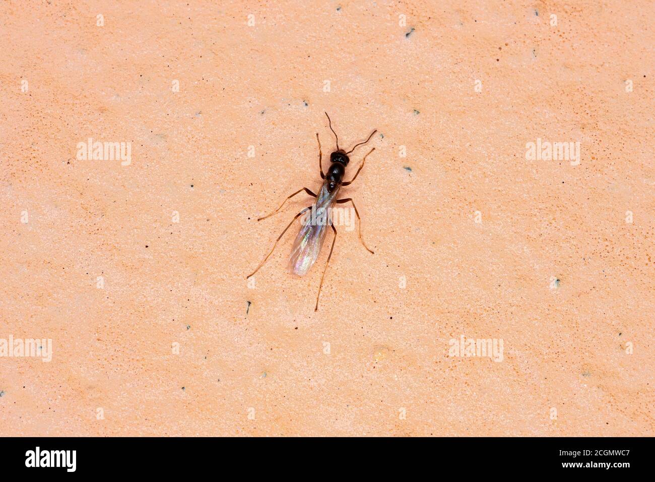 Odorous ant hi-res stock photography and images - Alamy