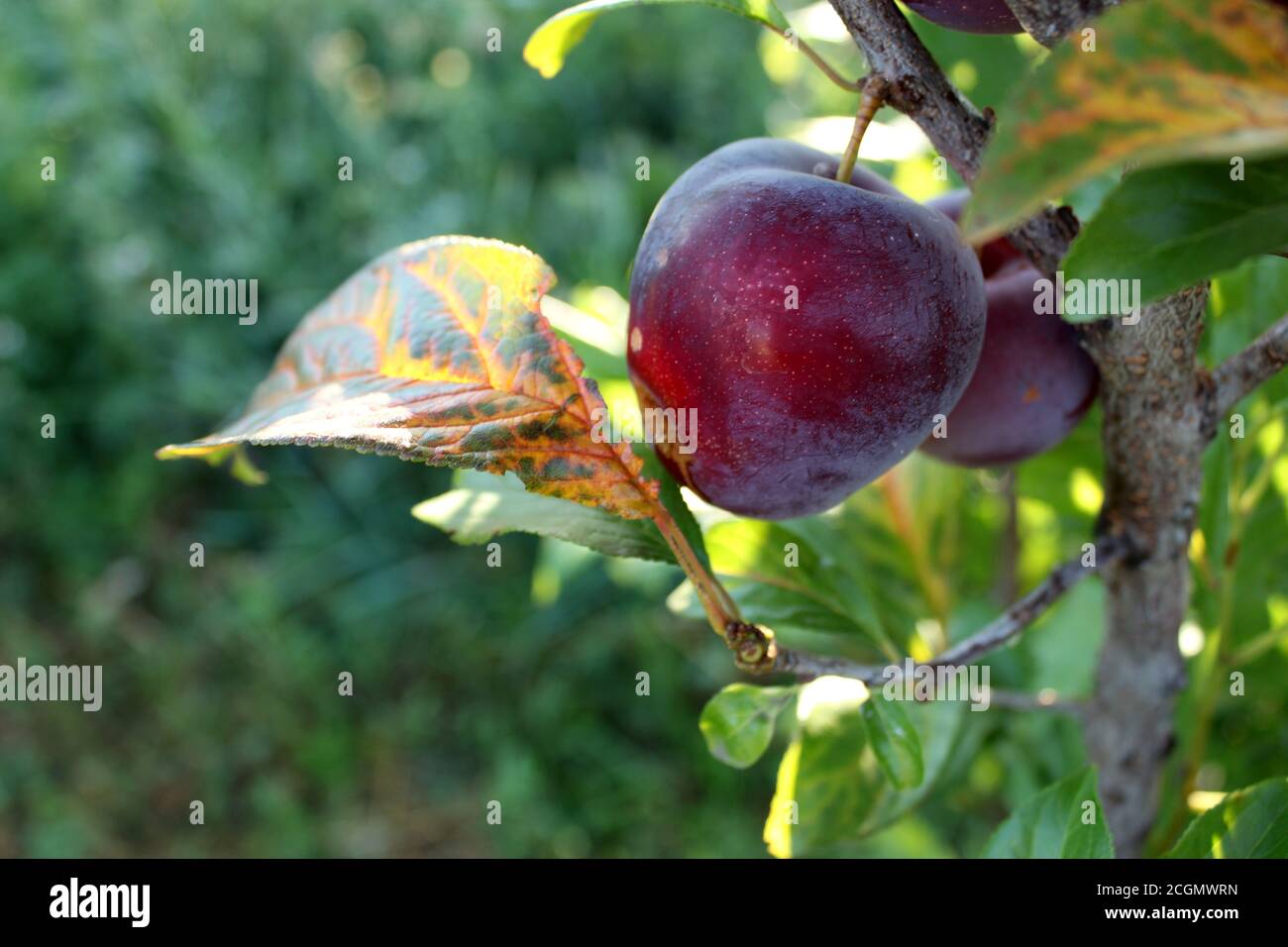 Garden plum tree with fruits and autumn leaves in sunlight Stock Photo ...