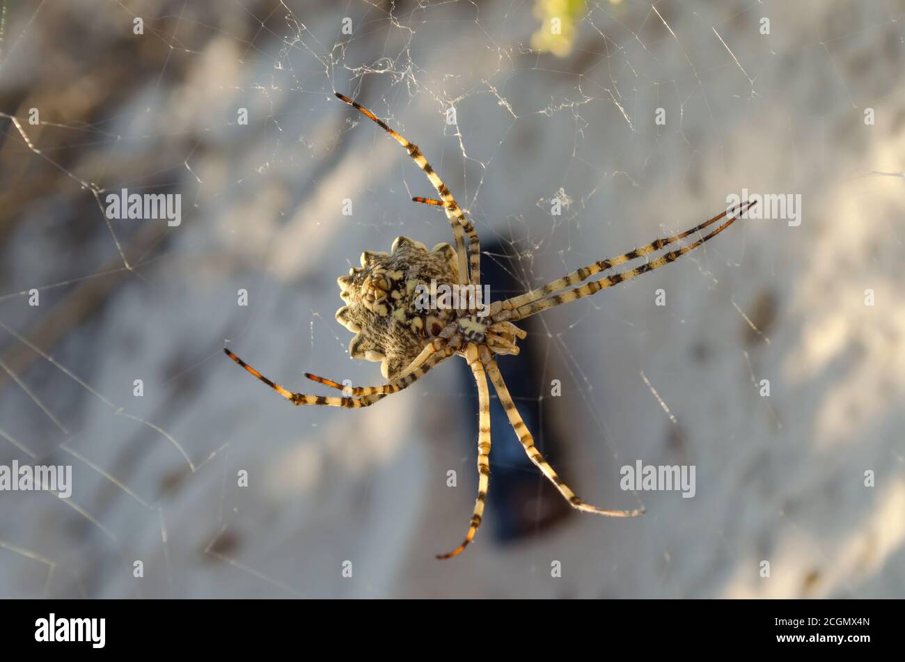 Araneidae. Argiope lobata spider on a spiderweb in its natural habitat ...