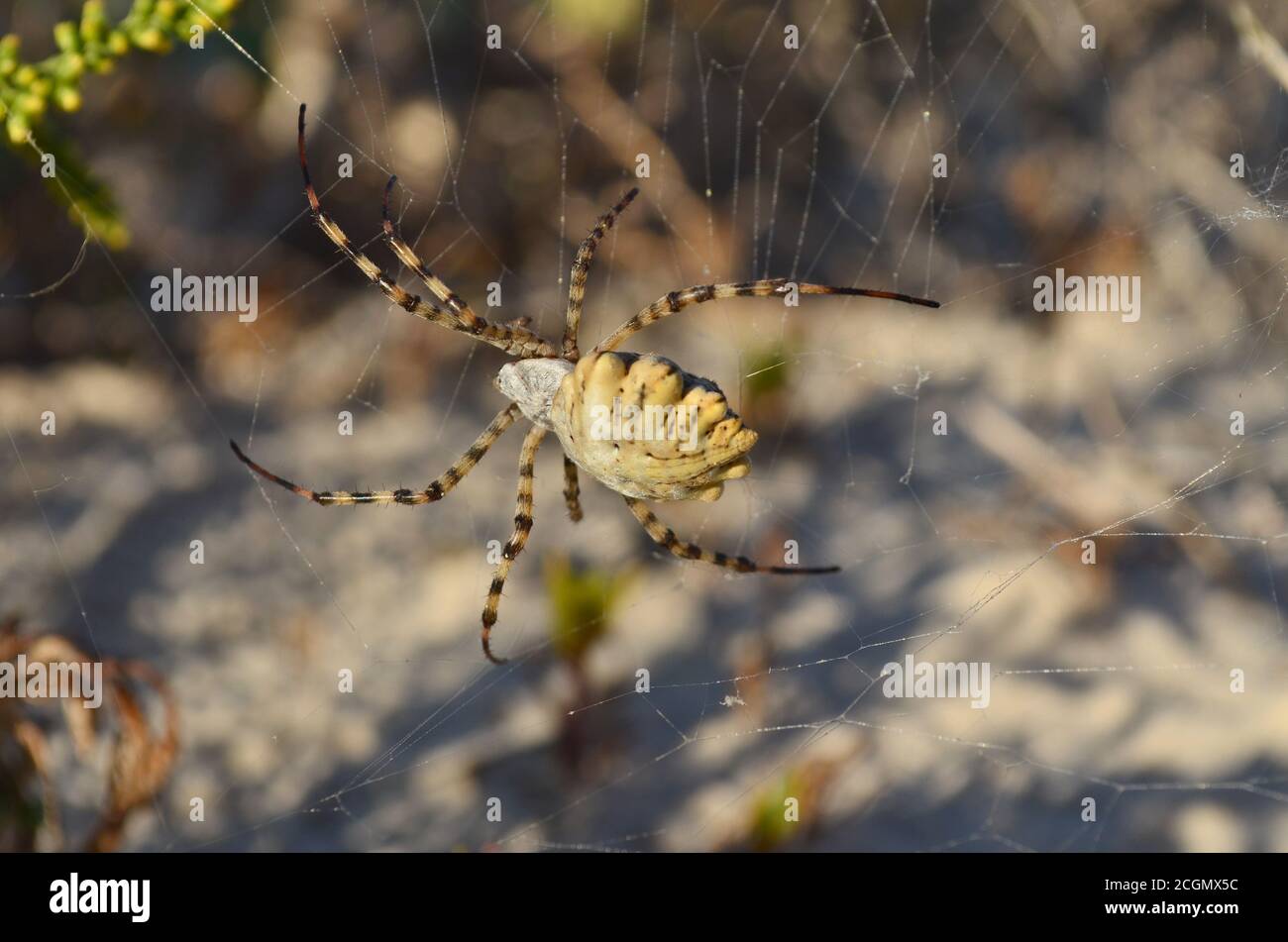 Arachnid fauna hi-res stock photography and images - Alamy