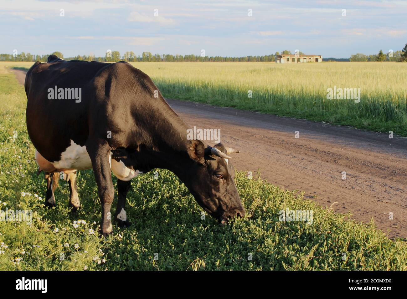 Spotted cow hi-res stock photography and images - Alamy