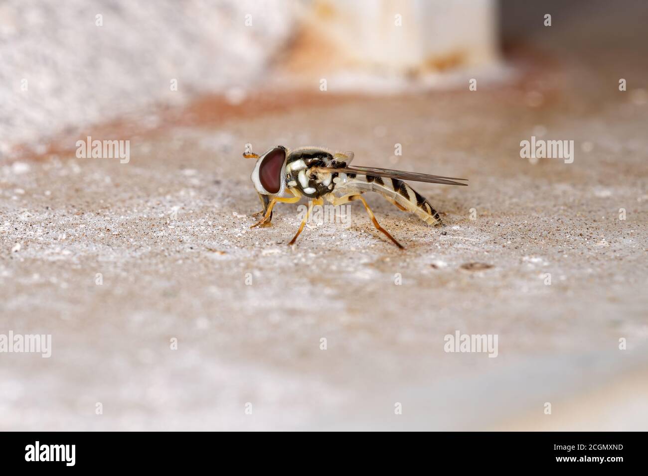 Hover Fly of the Tribe Syrphini Stock Photo - Alamy