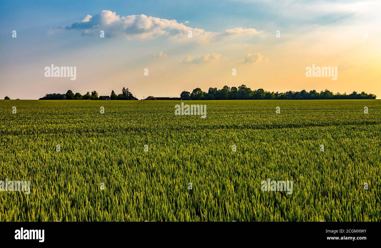 Filed landscape located in the agricultural heart of France, Beauce ...