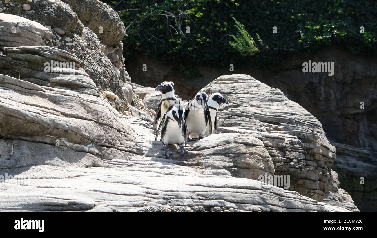 Penguin hi res hi-res stock photography and images - Alamy
