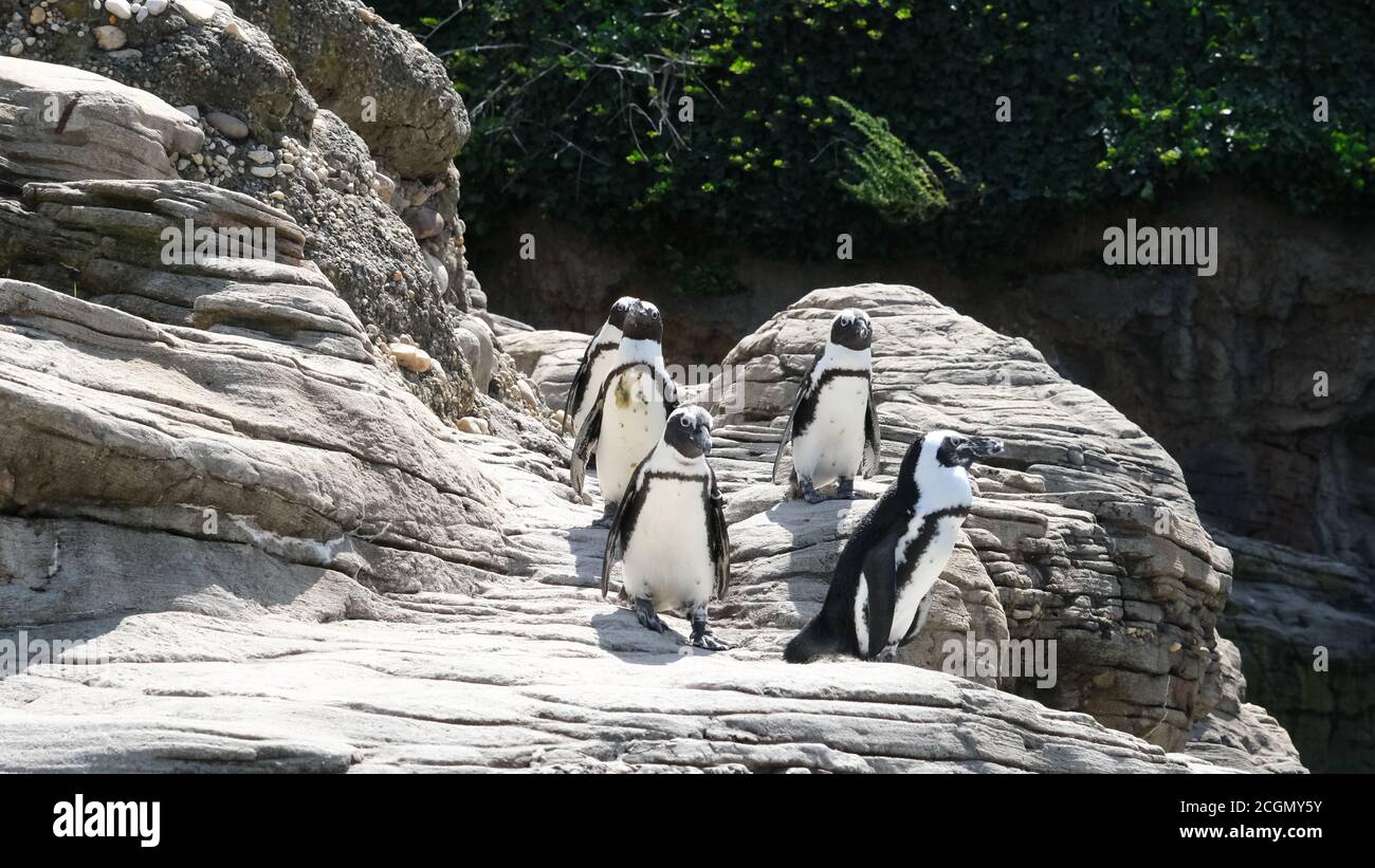 African hi res hi-res stock photography and images - Alamy