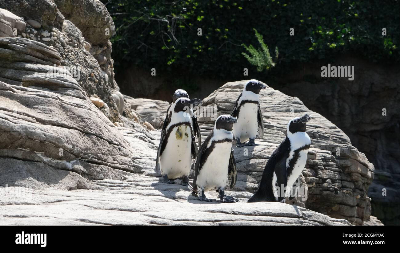 Penguin hi res hi-res stock photography and images - Alamy