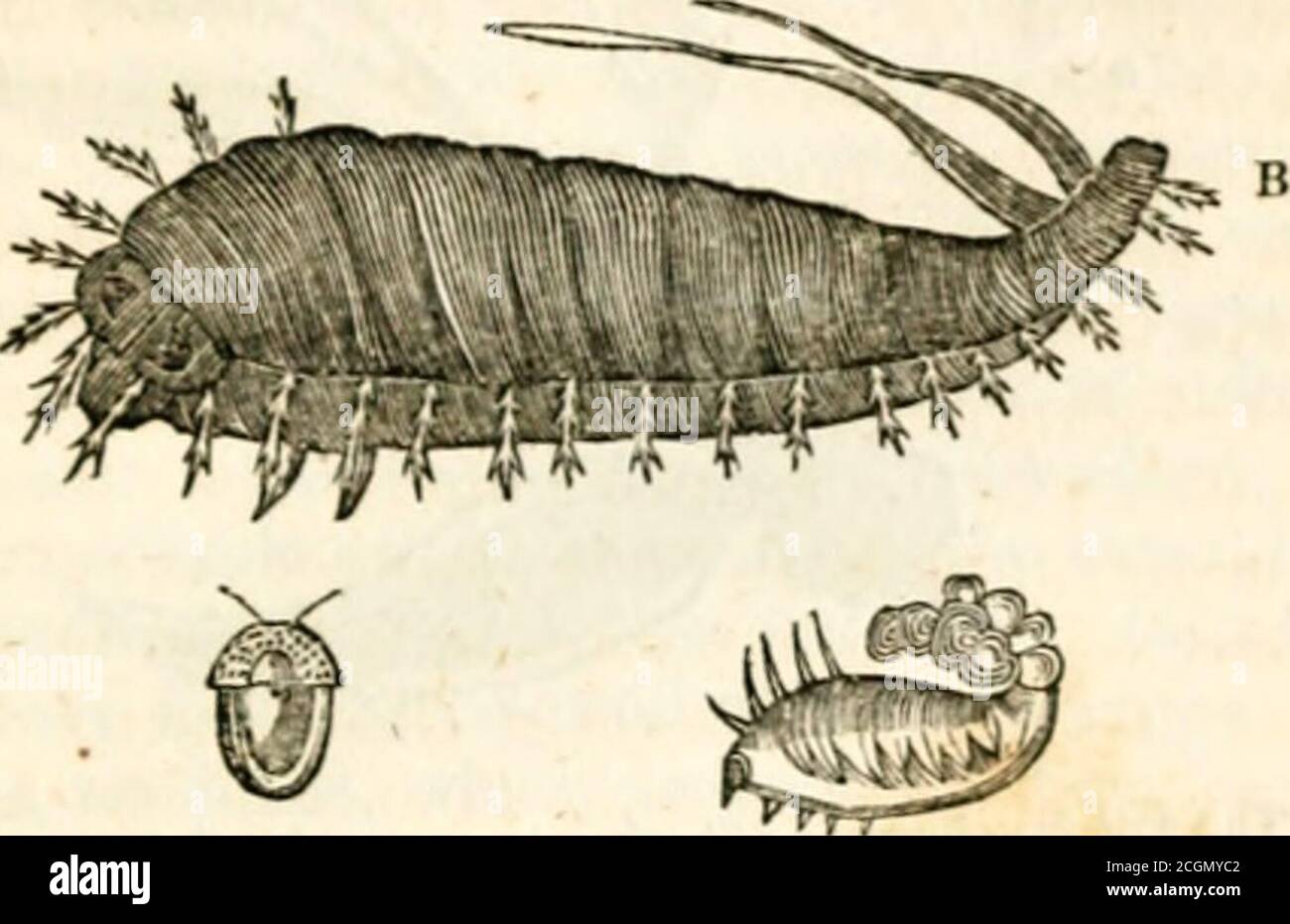 . Insect transformations . evours and rendersunsightly. Under its ...