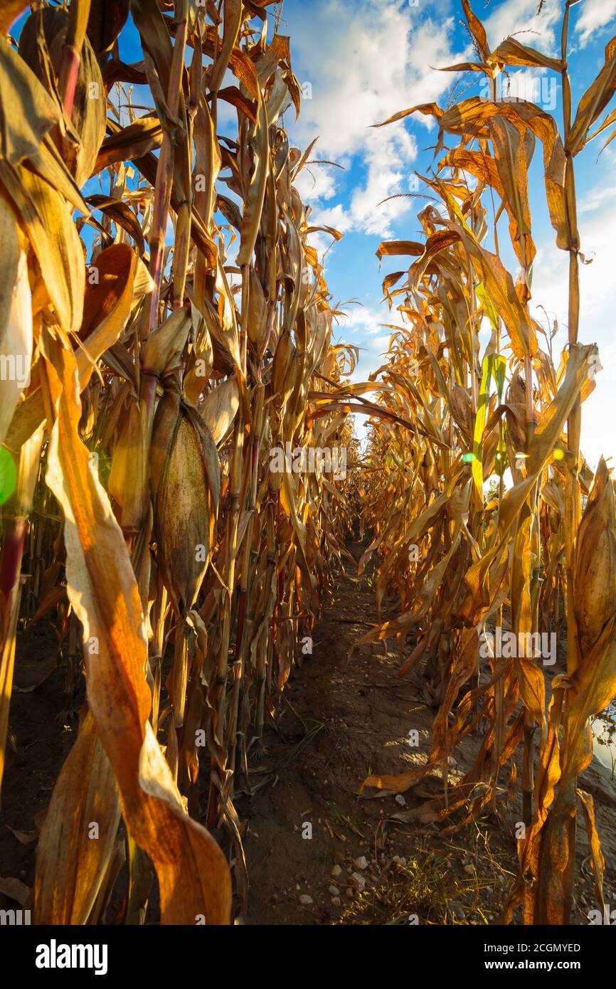 Corn cultivation hi-res stock photography and images - Alamy