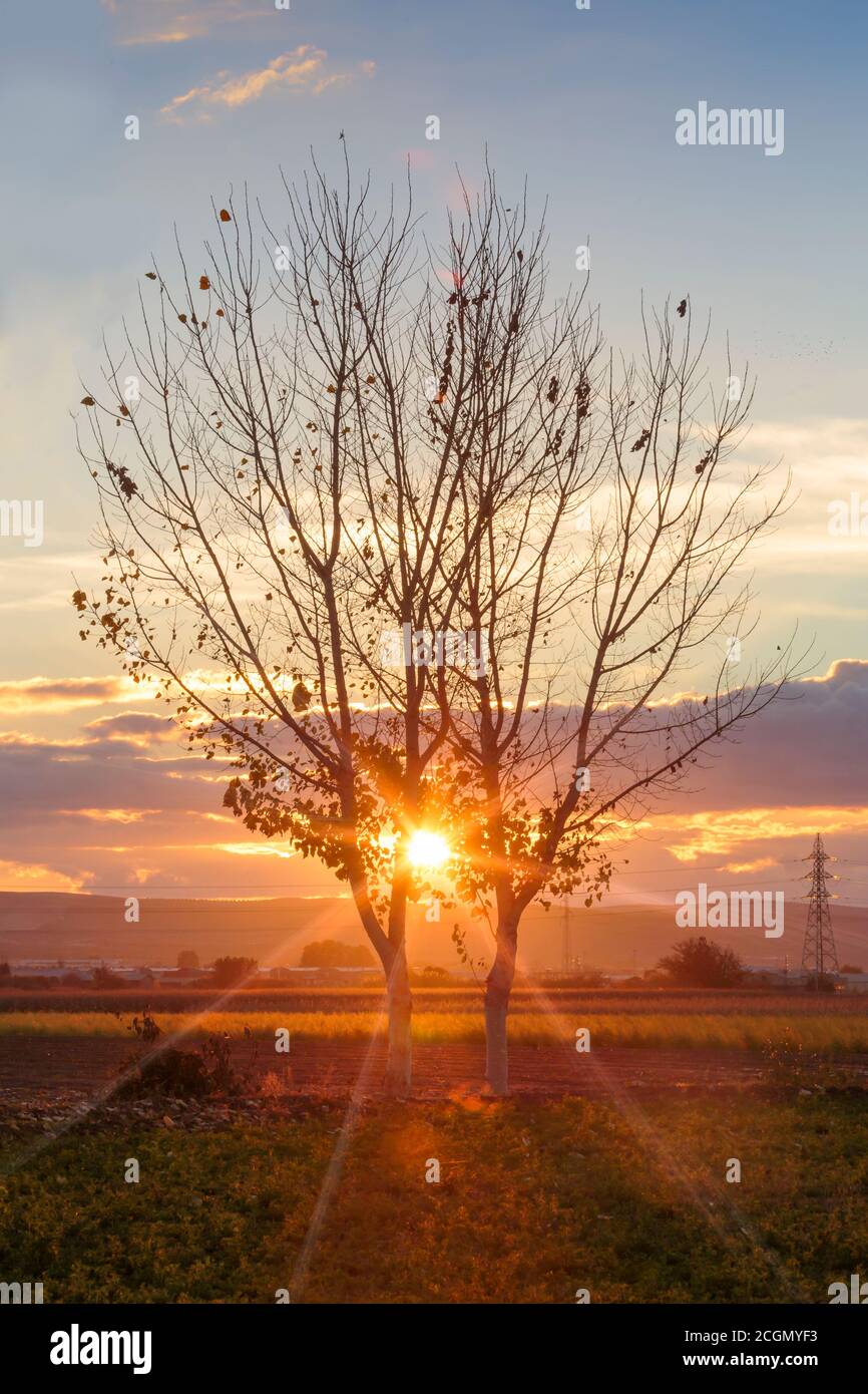 Lit trees hi-res stock photography and images - Alamy