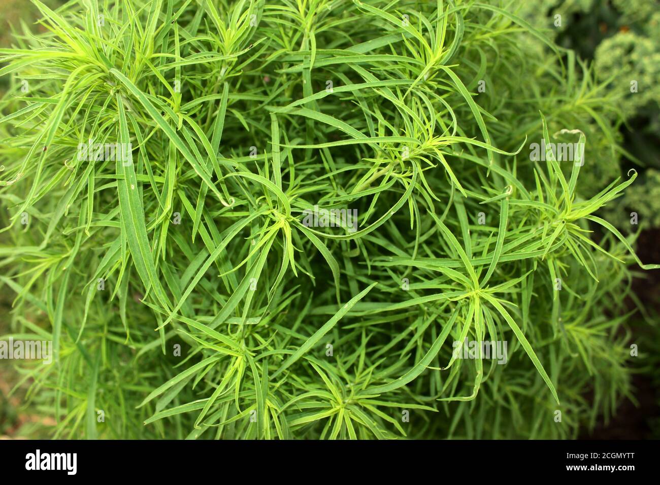 Mexican cypress tree hi-res stock photography and images - Alamy