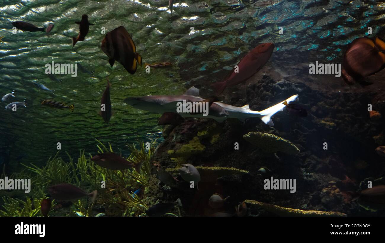 Salt fish hi hi-res stock photography and images - Alamy