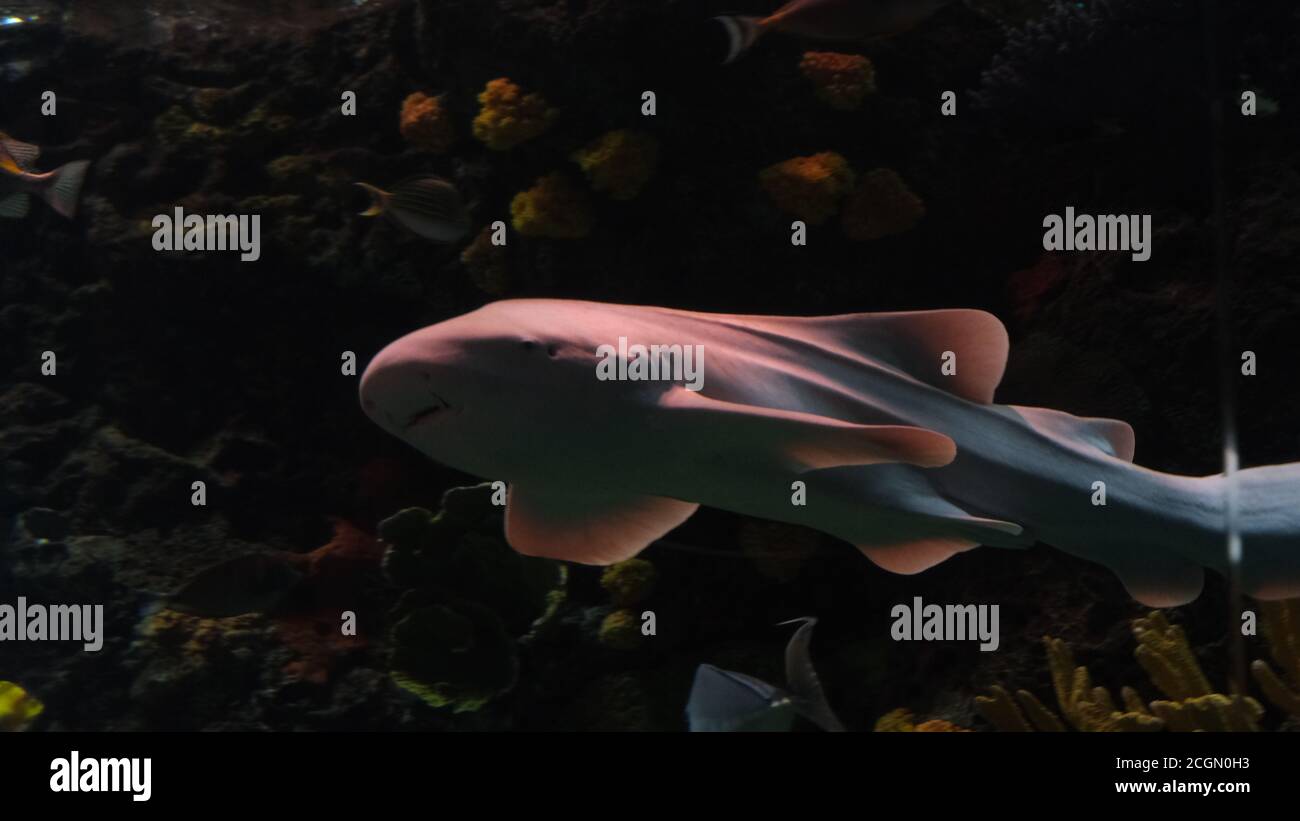 Fish hi res hi-res stock photography and images - Alamy