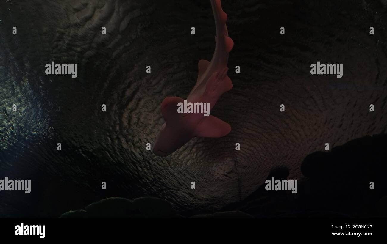 Fish hi res hi-res stock photography and images - Alamy