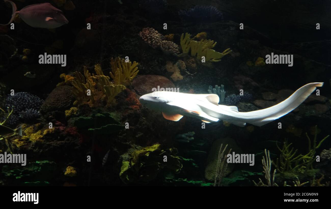 Nurse hi res hi-res stock photography and images - Alamy